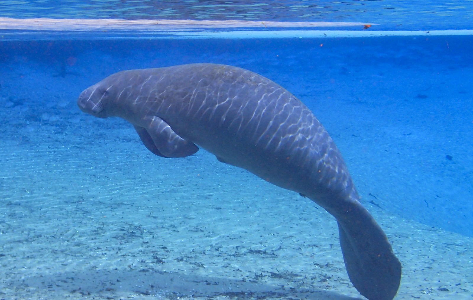 Sensory Sunday: Underwater Adventures – - April 21, 2024Orange County ...