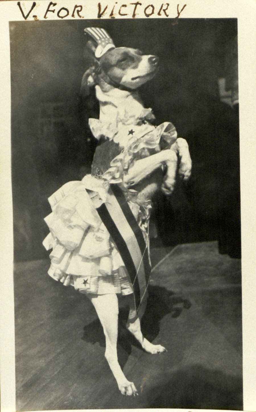 During Dark War Times, a Pooch Named Pinkey Brought Sunshine to Orlando ...