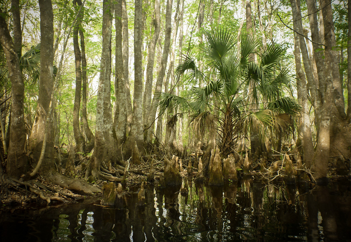 History Alive: Our Natural Environment – - January 4, 2025Orange County ...